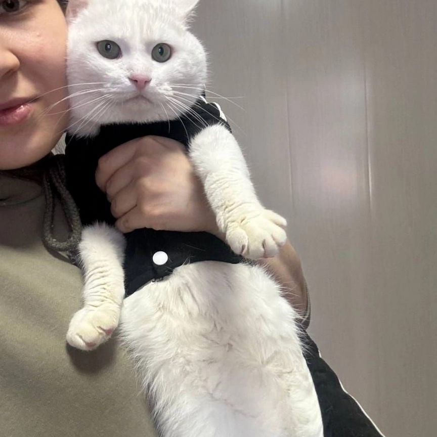 Кот Беляшик ищет дом