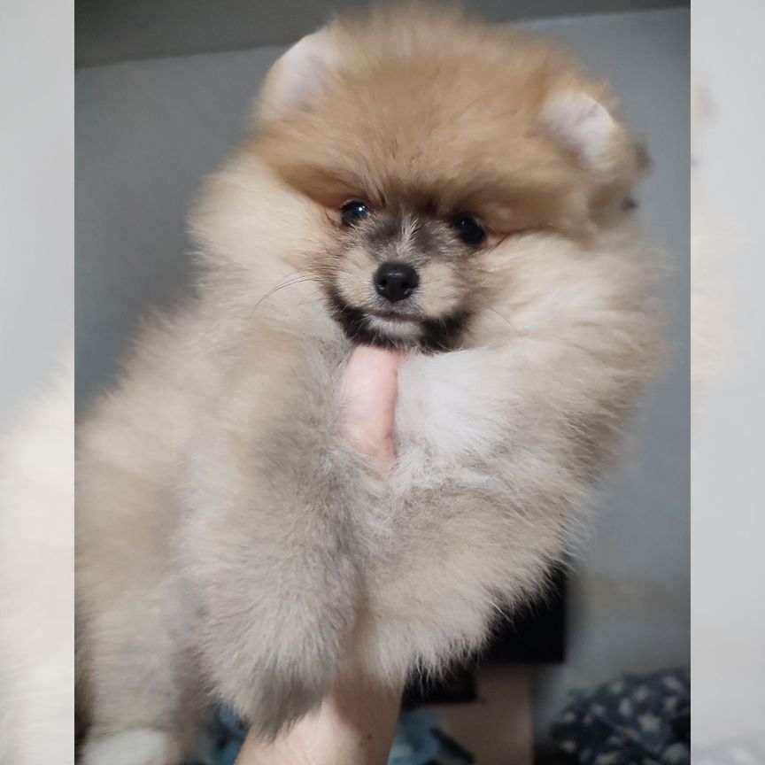 Померанский шпиц, щенок