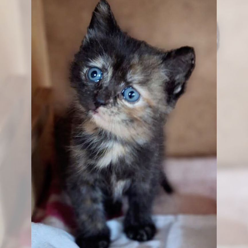 Котёнок в добрые руки
