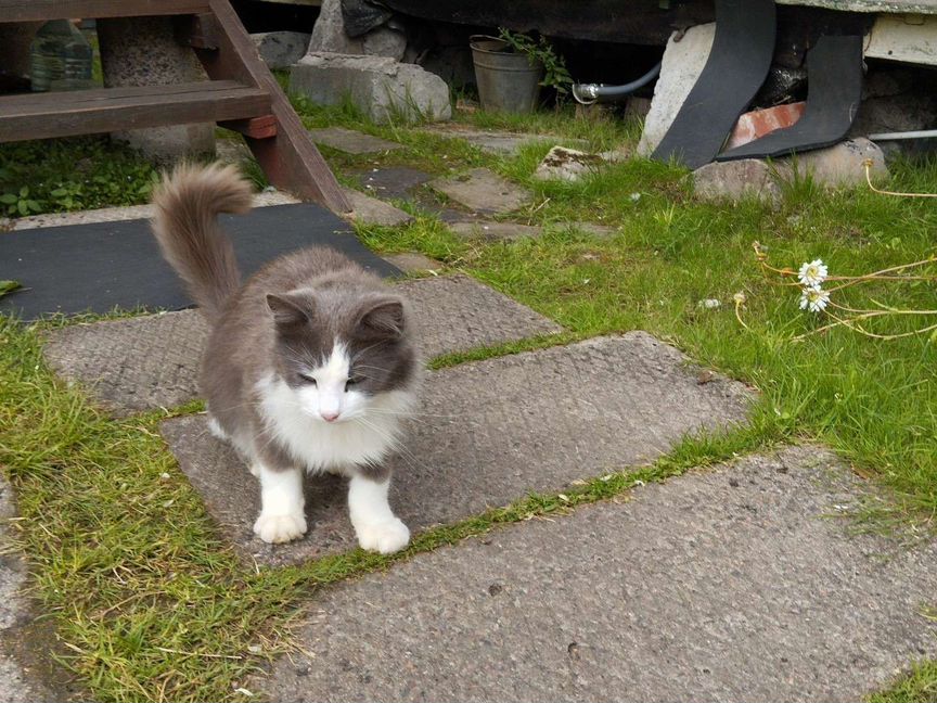 Кот без клички, хозяин умер. Очень хочет домой