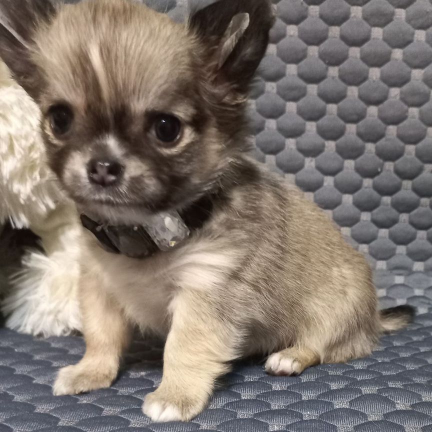 Чихуахуа, щенок