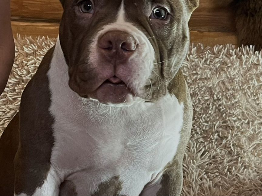 Американский булли покет щенки