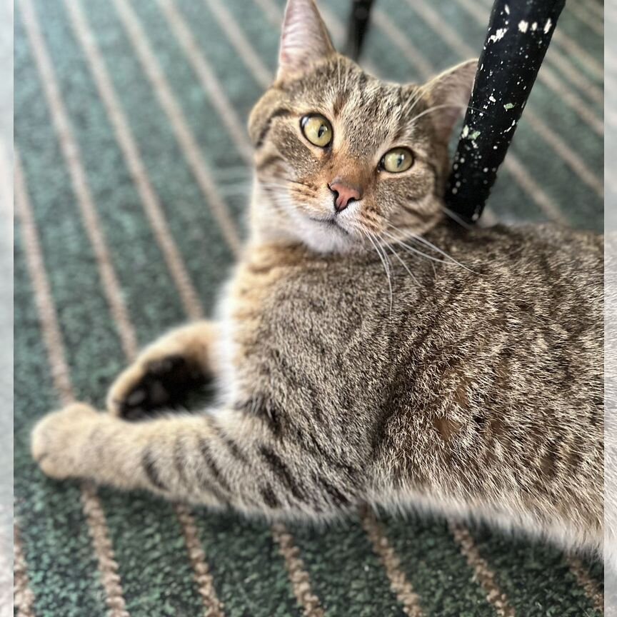 Взрослый кот в добрые руки