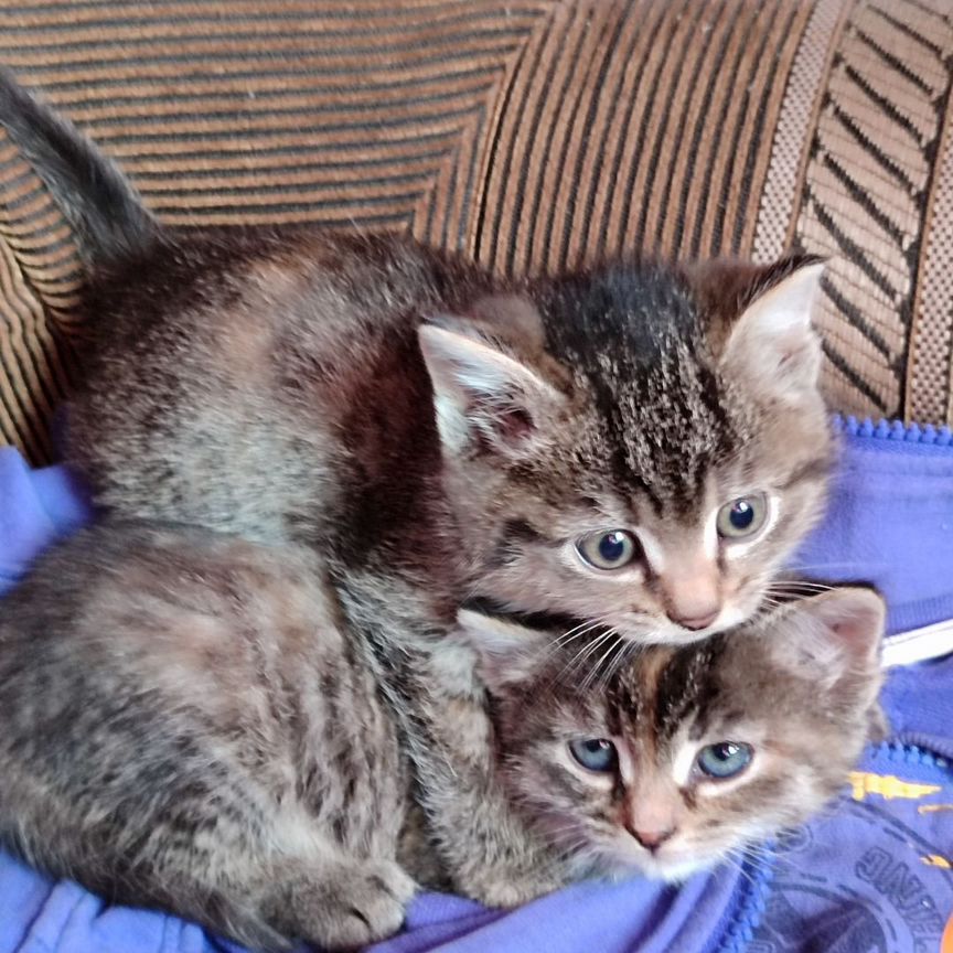 Котята в добрые руки бесплатно богатки