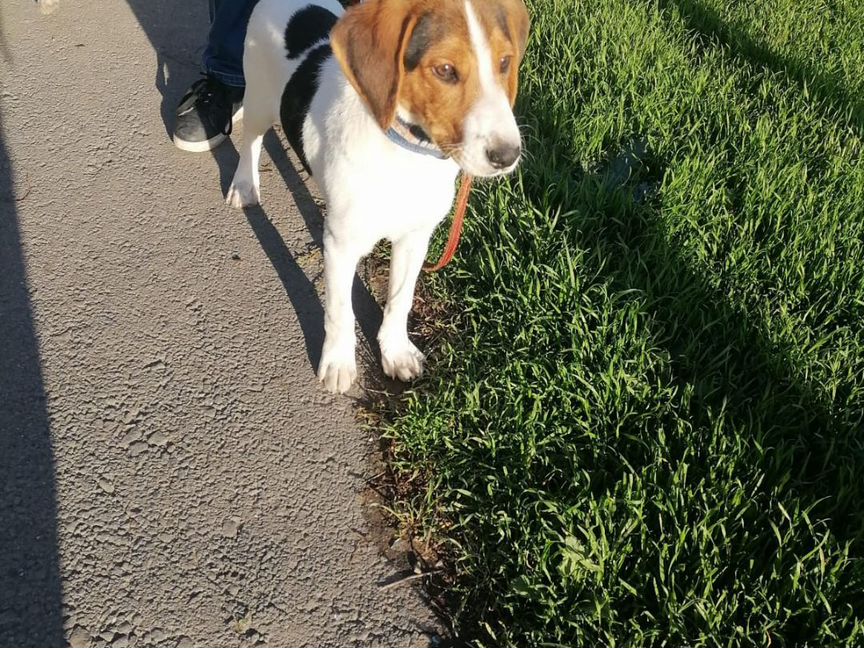 Эстонская гончая щенок