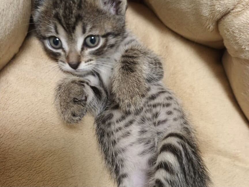 Котенок мальчик в добрые руки. Отдам