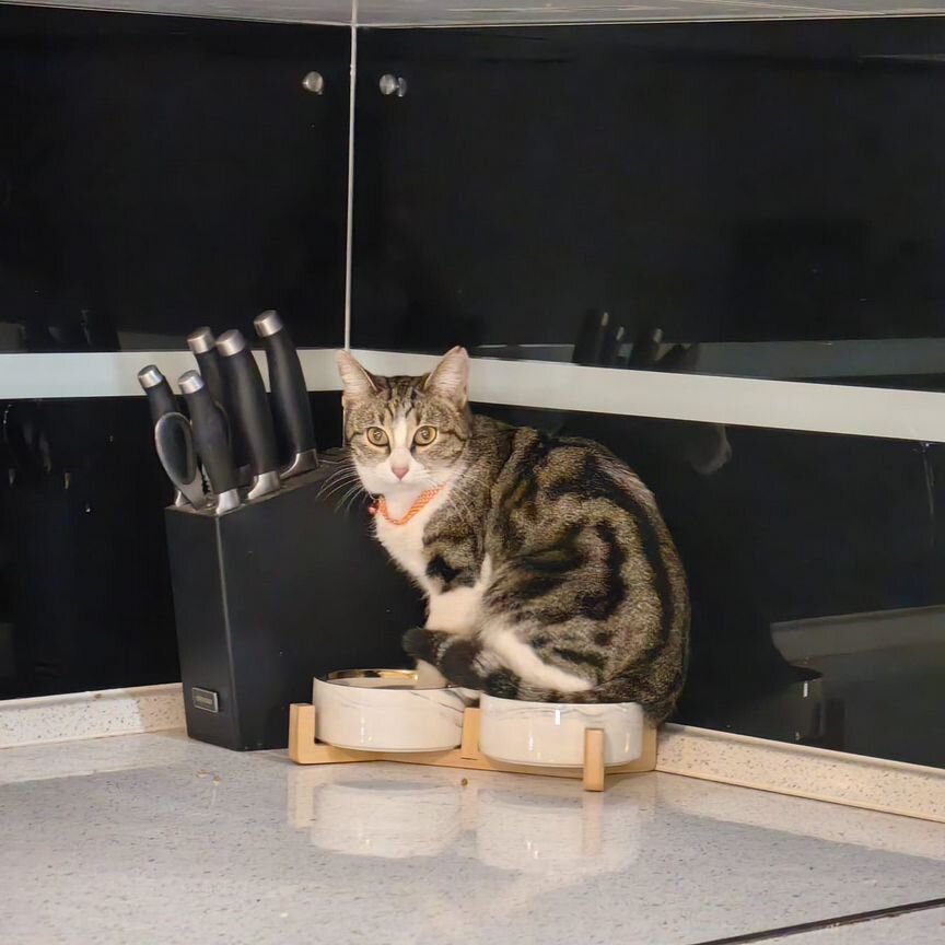 Кошечка в добрые руки