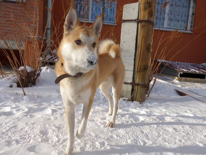 Вязка кобель зсл