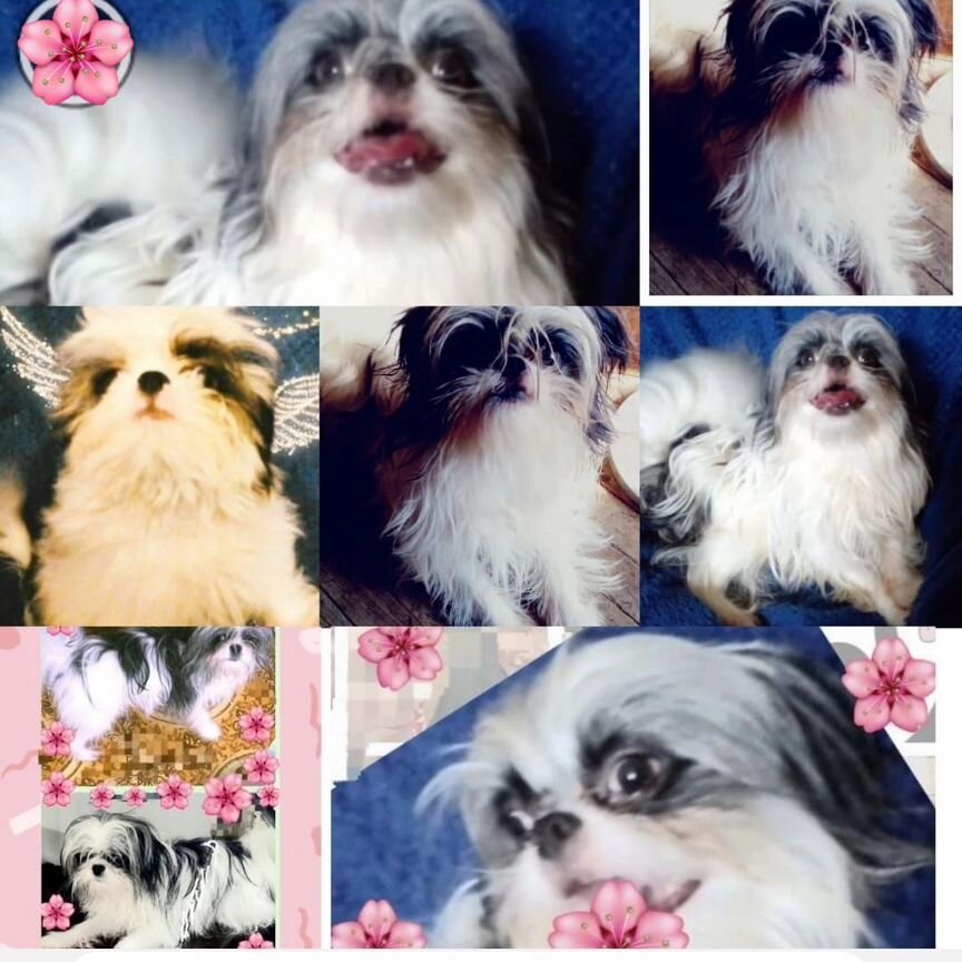 Цветная Болонка-10мес.Мальчик и Девочка