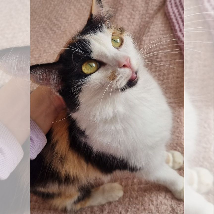 Карельский бобтейл, взрослая кошка
