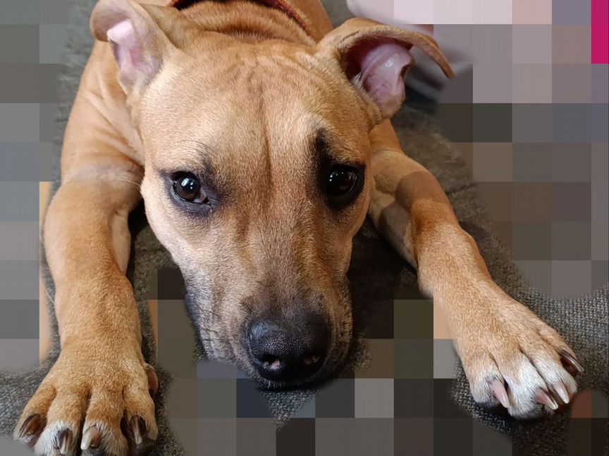 Стаффордширский терьер в добрые руки