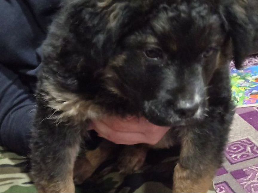 Немецкая овчарка