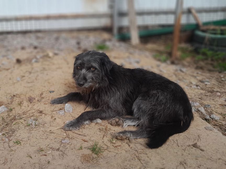 Не замечают собаку доброты необыкновенной