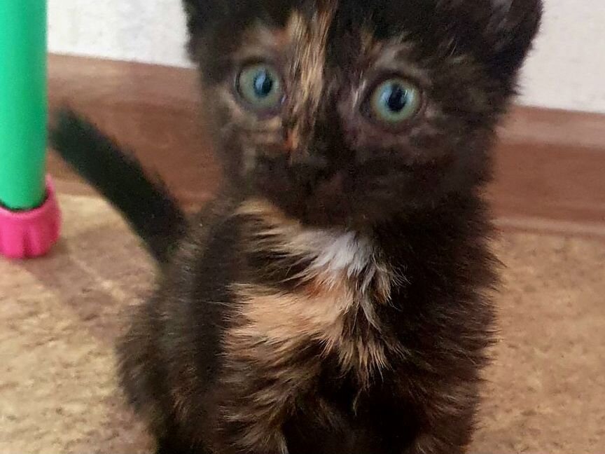 Котенок в ответственные руки