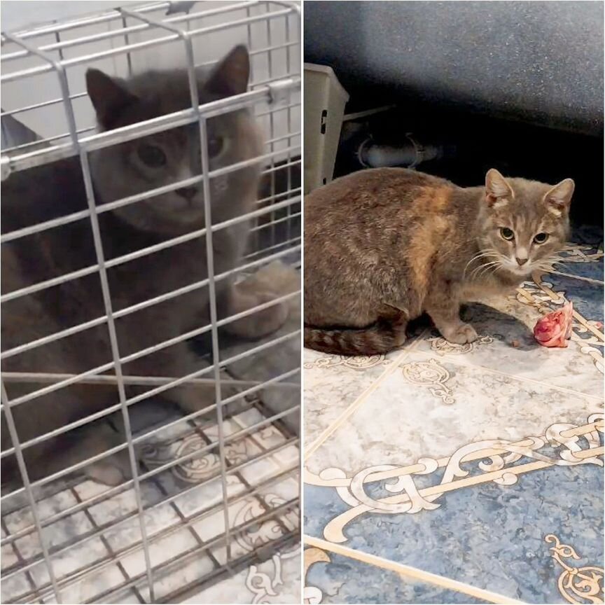 Обратно в подвал последний шанс на счастье