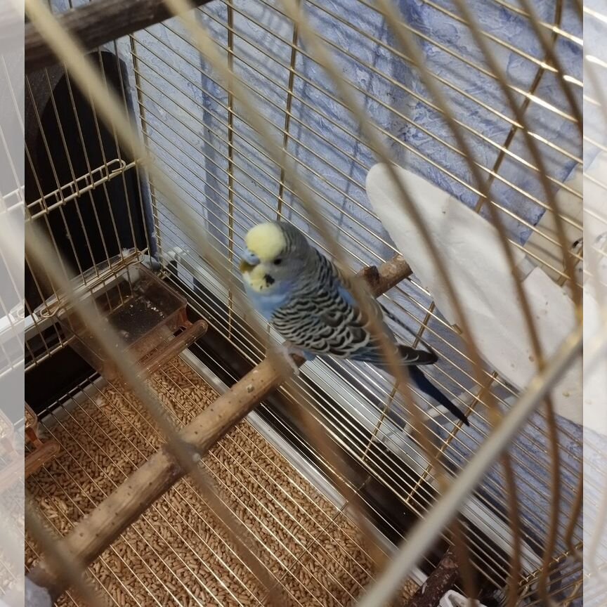 Волнистый попугай самец с клеткой