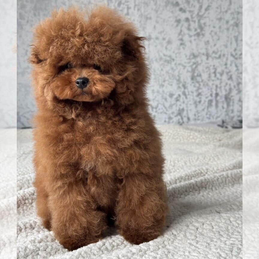 Той-пудель, щенок