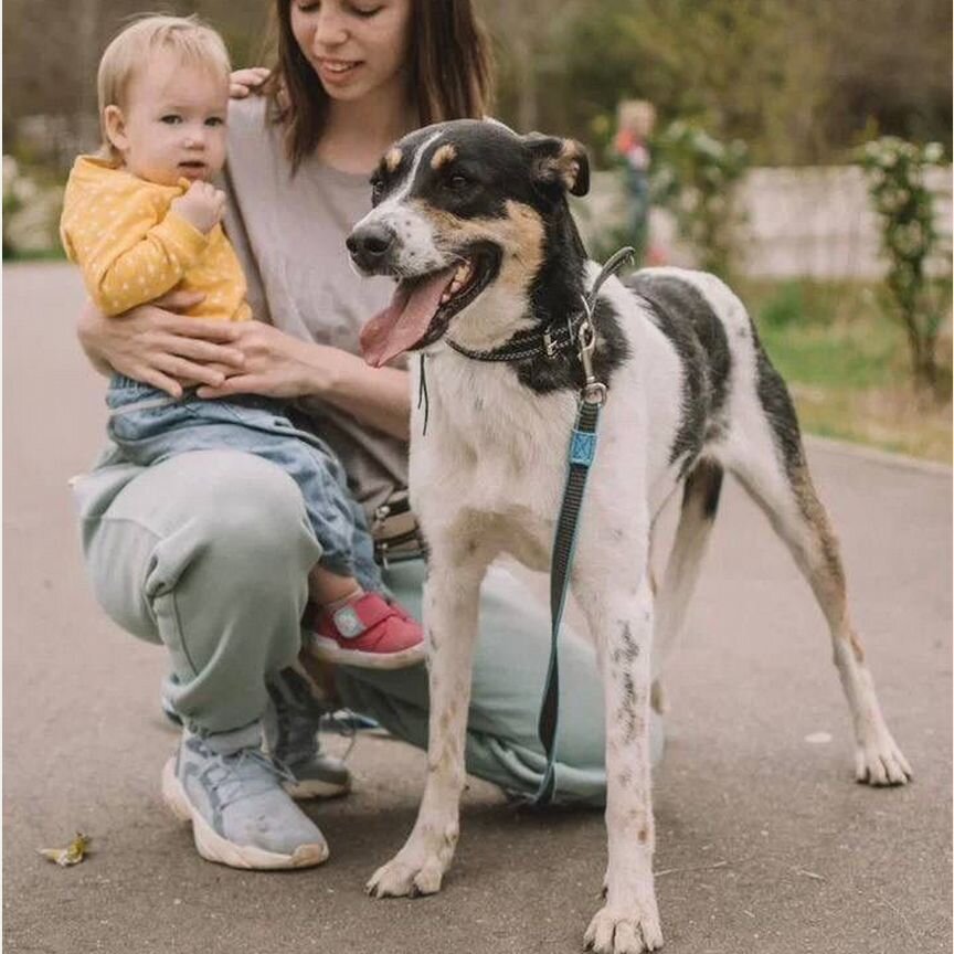 Собака Элис в добрые руки