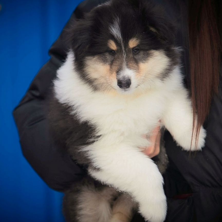 Длинношерстный колли