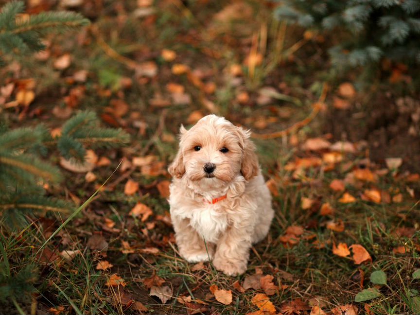Мальчик дизайнерской породы Maltipoo f1