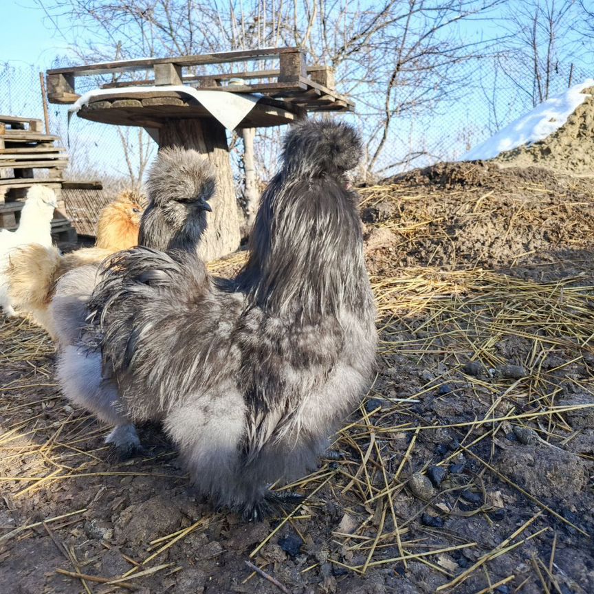 Яйцо на инкубатор