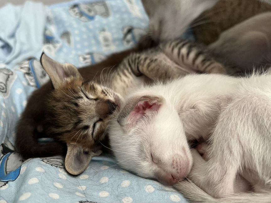 Ориентальные котята