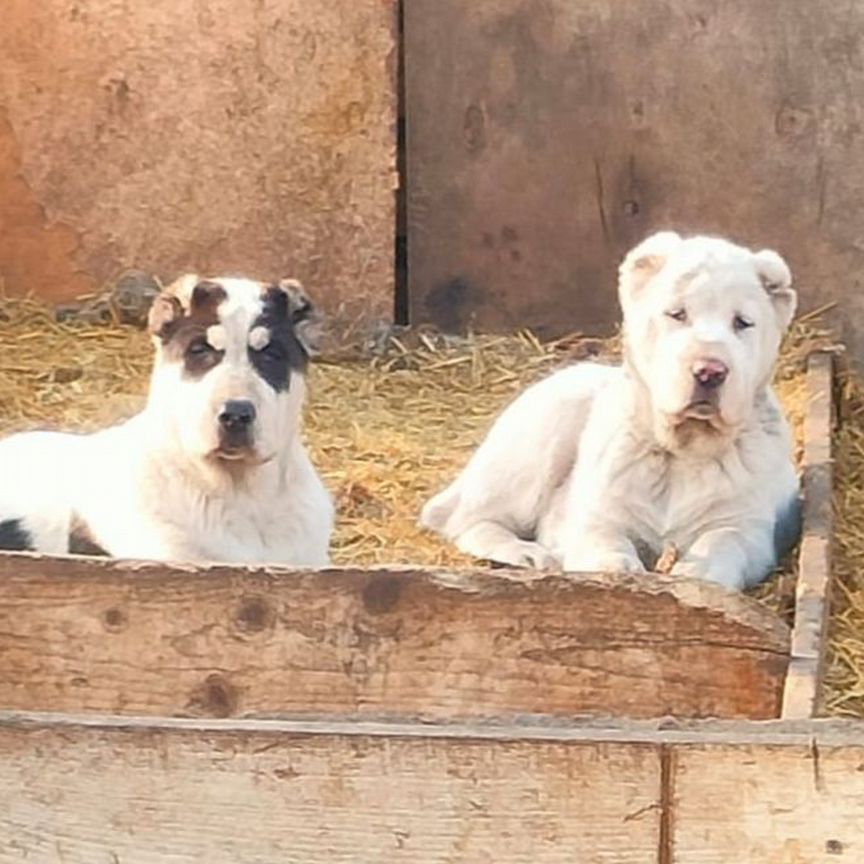 Щенки среднеазиатской овчарки