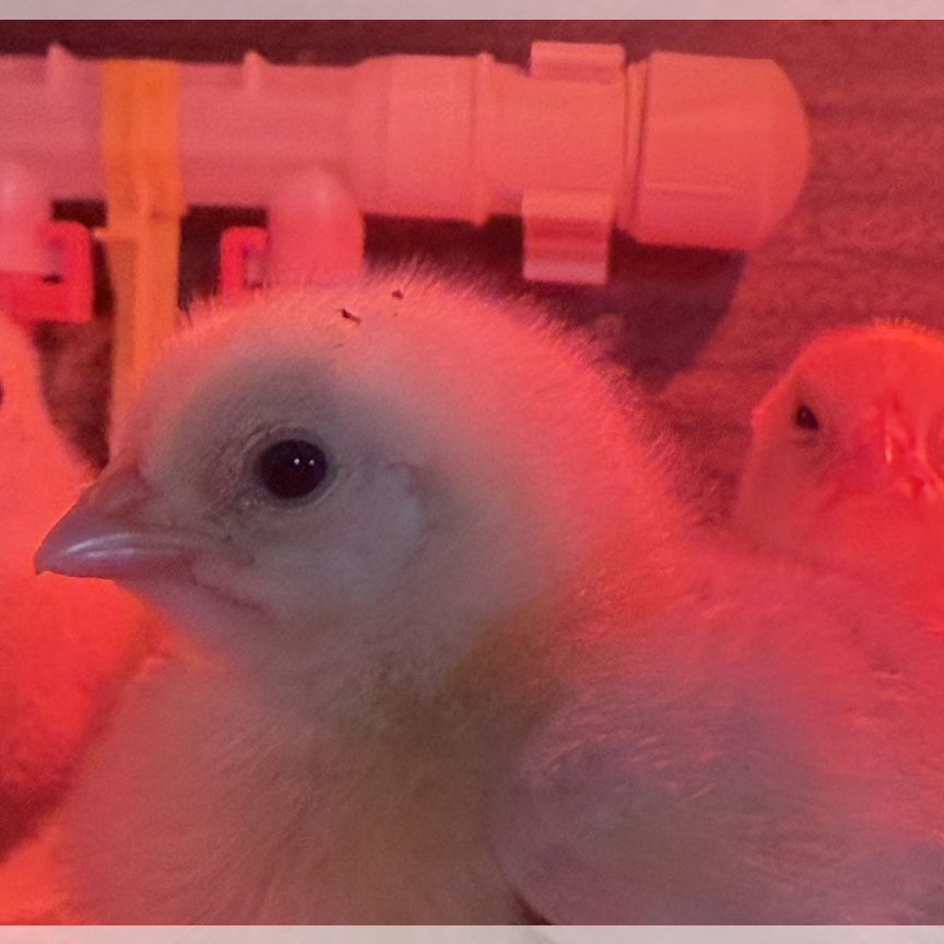 Цыплята бройлеры росс 308