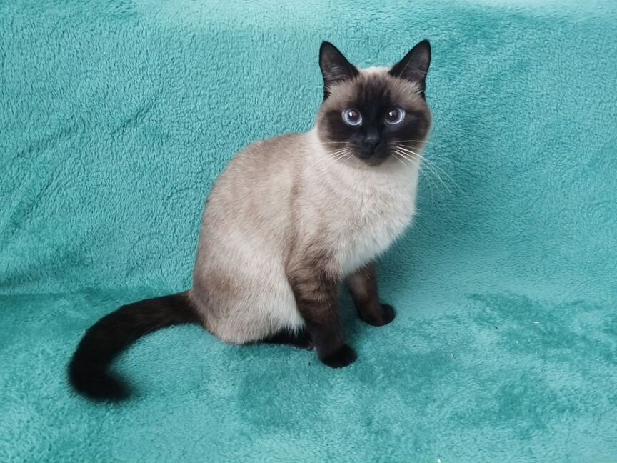 Тайская (сиамская) кошка