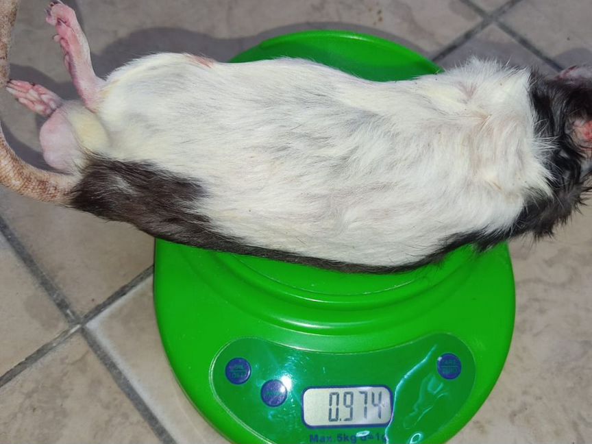 Кормовые крысы, мыши заморозка