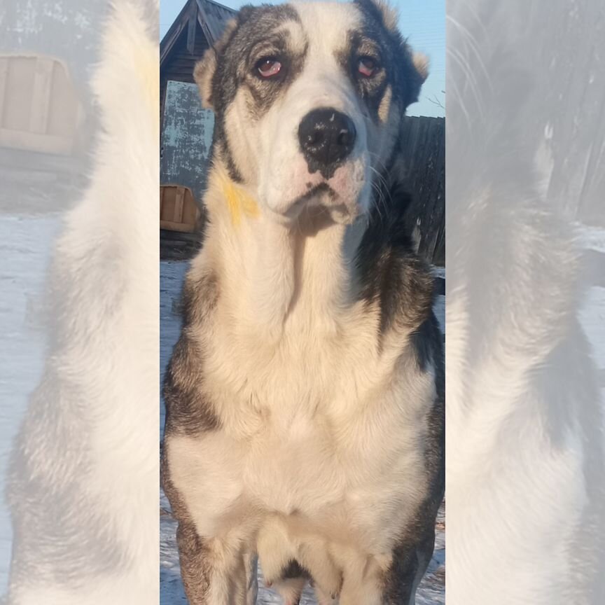 Среднеазиатская овчарка, взрослая собака