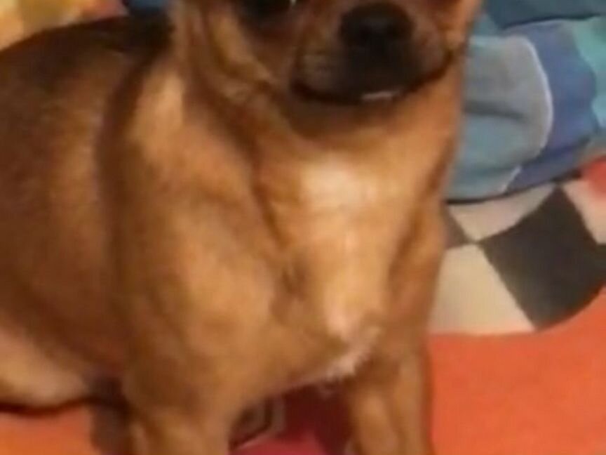 Вязка чихуахуа