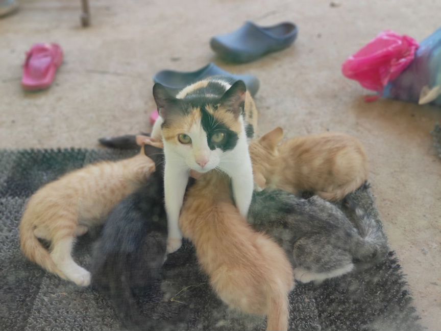 Котята в добрые руки