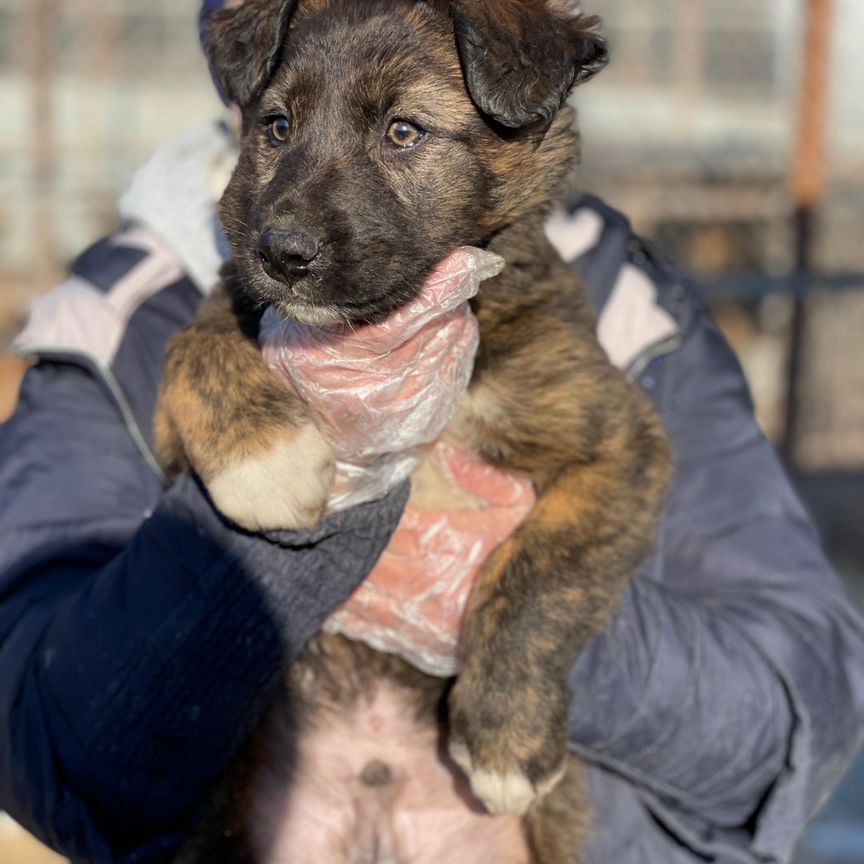 В добрые руки