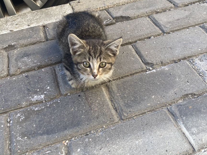 Котенок в добрые руки