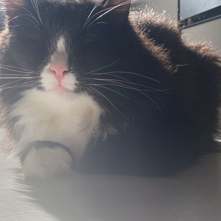 Отдам кота в самые добрые руки