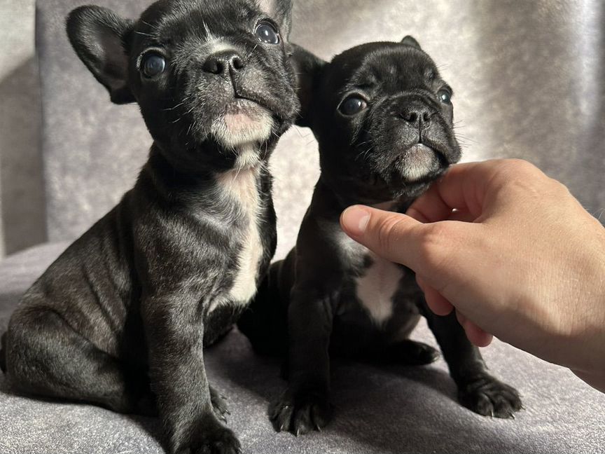 Французский бульдог щенки