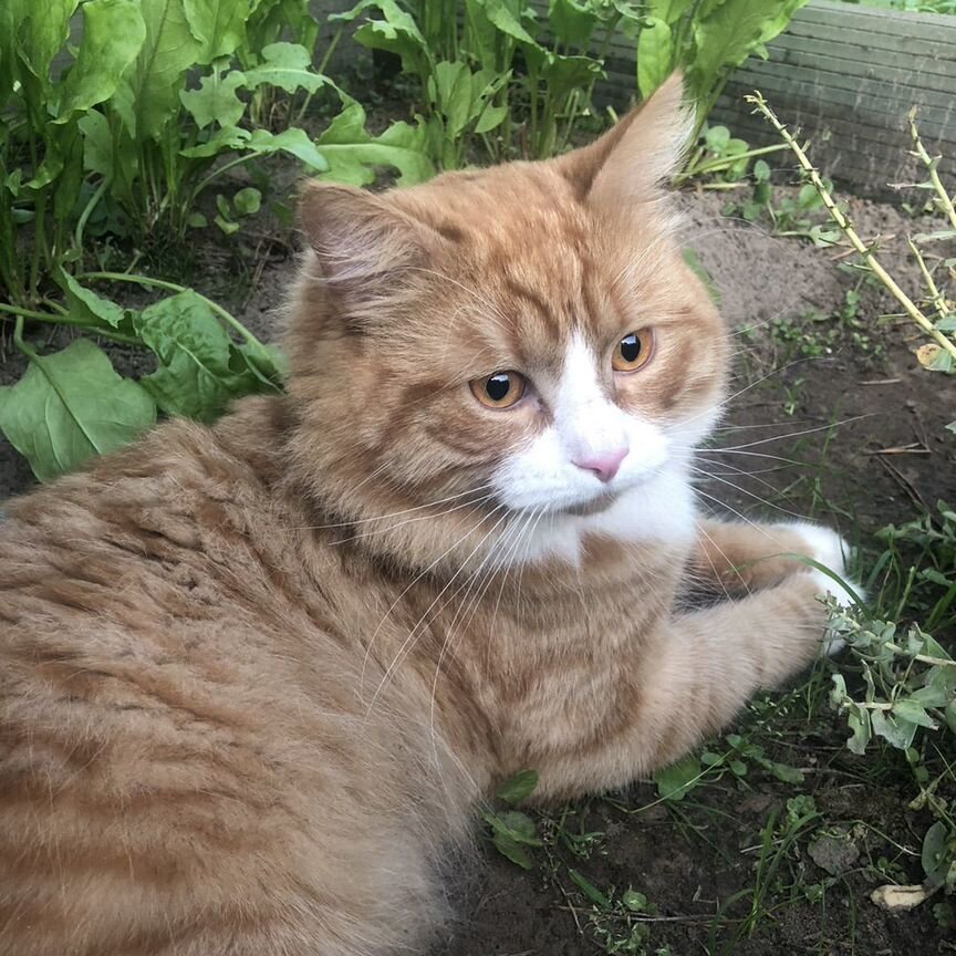 Вязка с котом