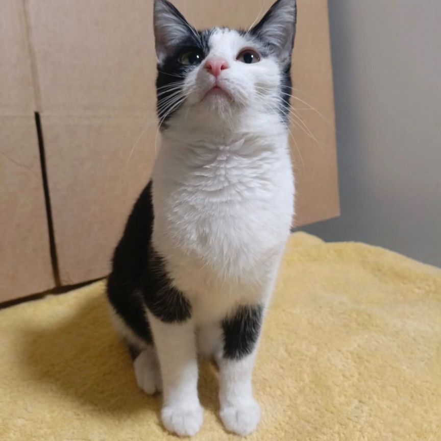 Кошка