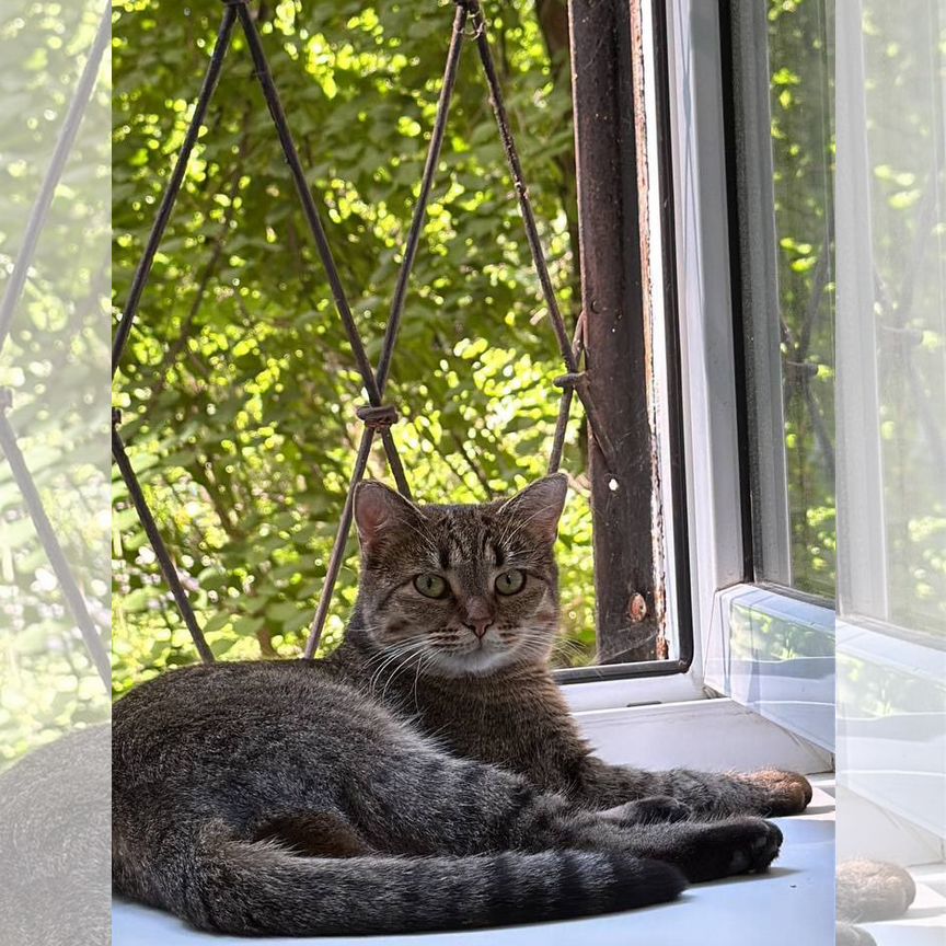 Котики на расстоянии