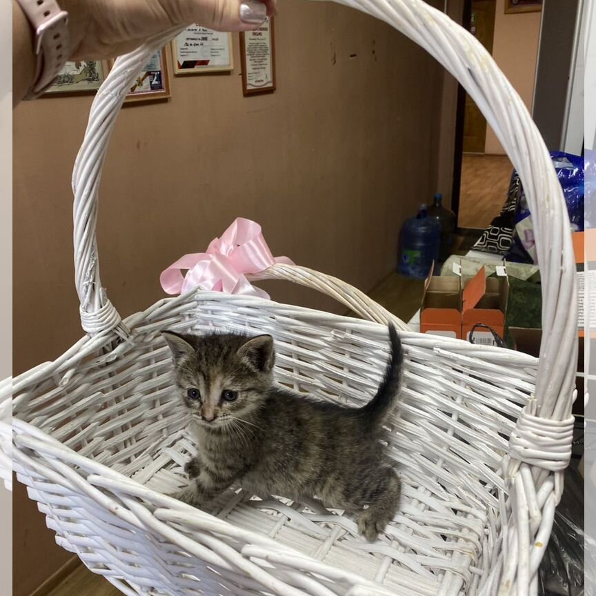 Котята в добрые руки бесплатно