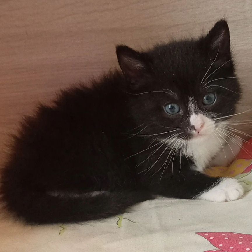 Сибирский котёнок