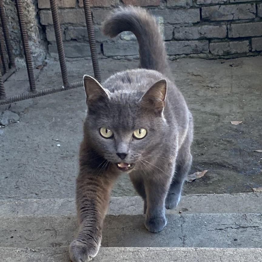 Взрослая кошка в добрые руки