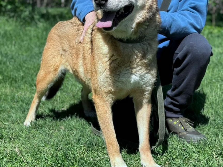 Милый Хьюго ищет дом