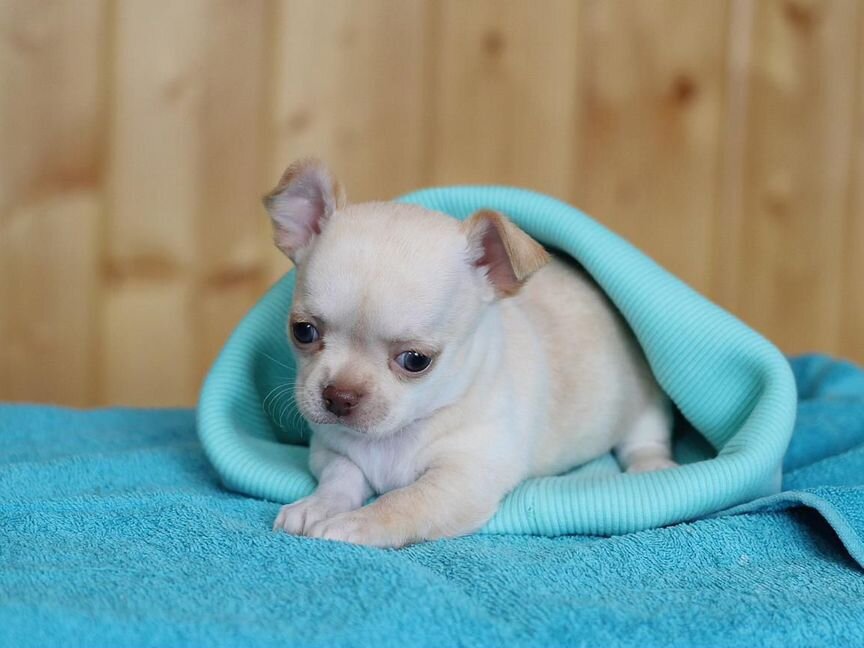 Щенок чихуахуа