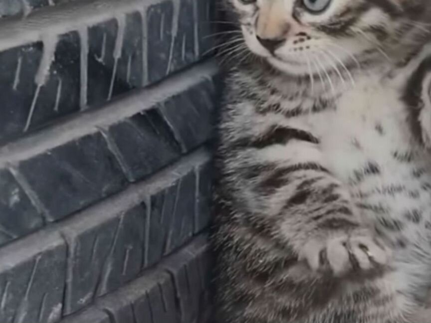 Котята в добрые руки приучены к лотку