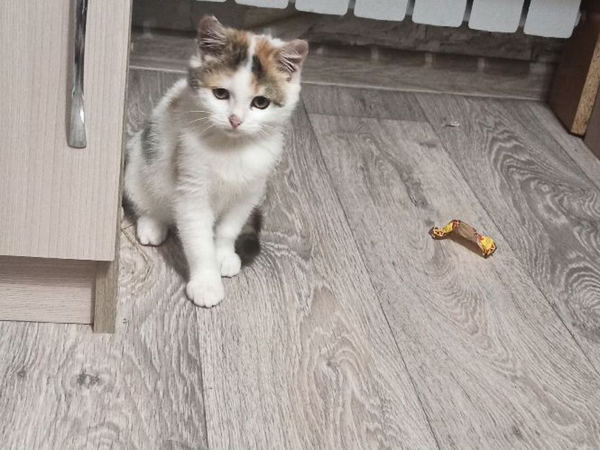 Отдам котенка в добрые руки