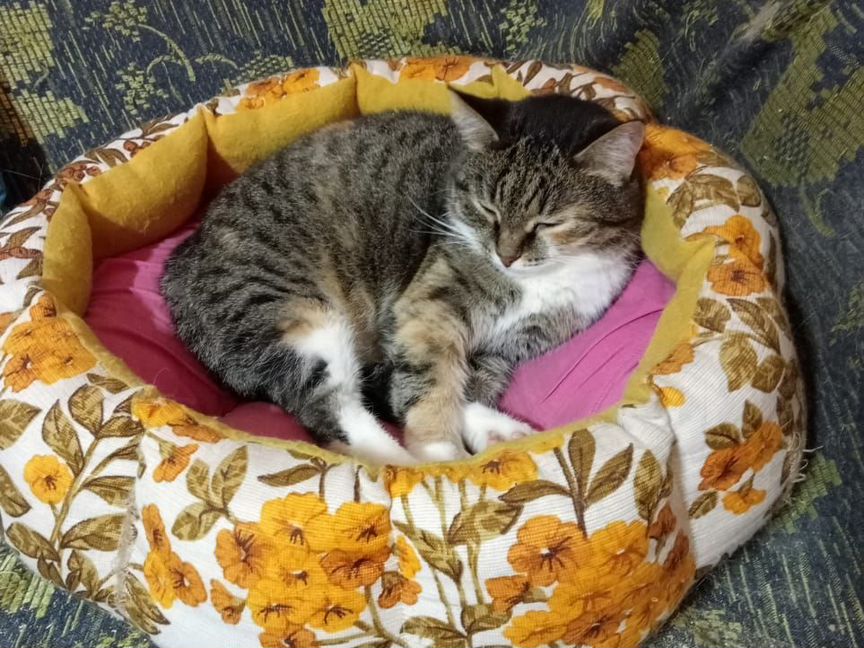 Кошечка Геля в хорошую семью бесплатно