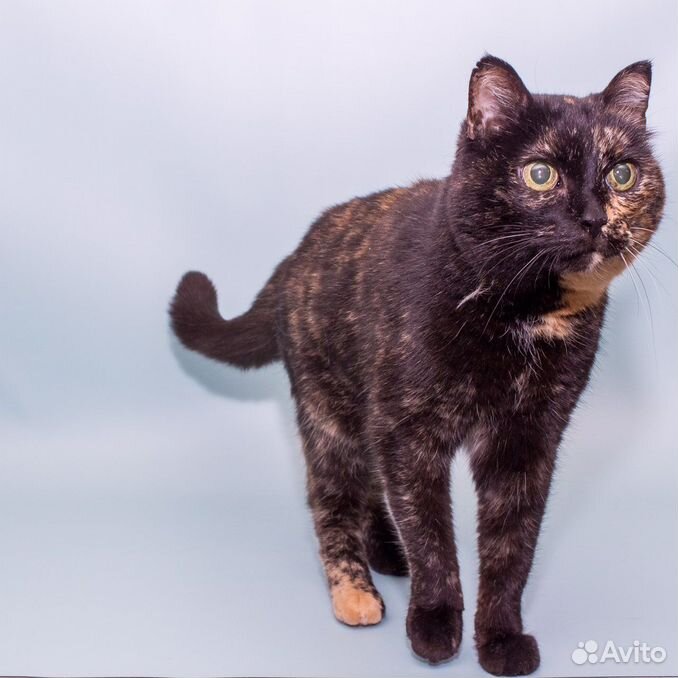 Кошка Агата