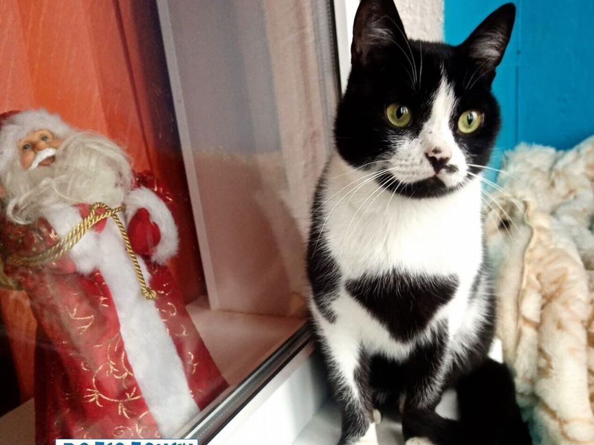 Кастрированный котейка ищет дом